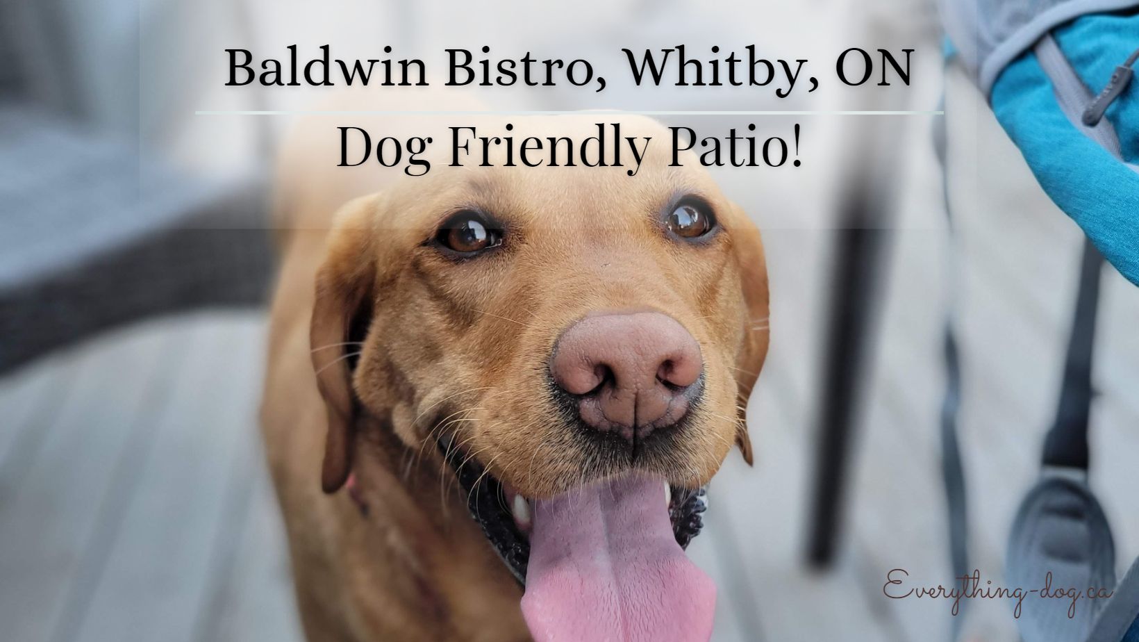 Dog Friendly Patio with Excellent Food! Baldwin Bistro - Brooklin ...