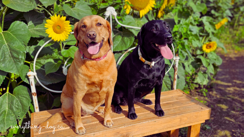 Everything-Dog.ca - Living My Best Life....With My Dog