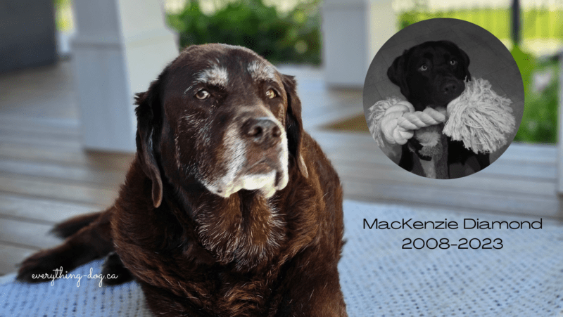 Everything-Dog.ca - Living My Best Life....With My Dog