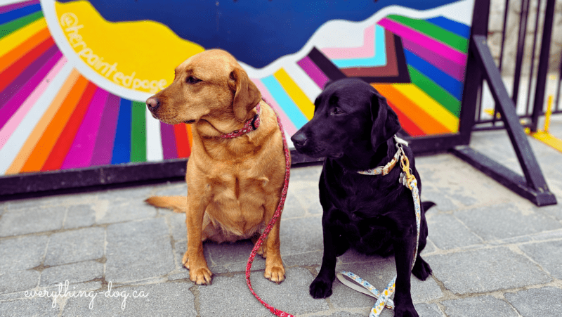 Everything-Dog.ca - Living My Best Life....With My Dog