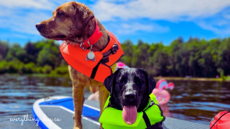 Everything-Dog.ca - Living My Best Life....With My Dog